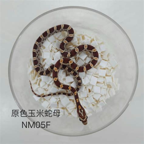 原色玉米蛇母 鼠樂寶官網