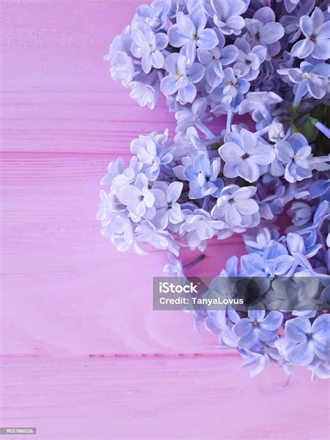 ピンクの木製の背景に美しいライラックの花束 まぶしいのストックフォトや画像を多数ご用意 まぶしい ウクライナ テーブル Istock
