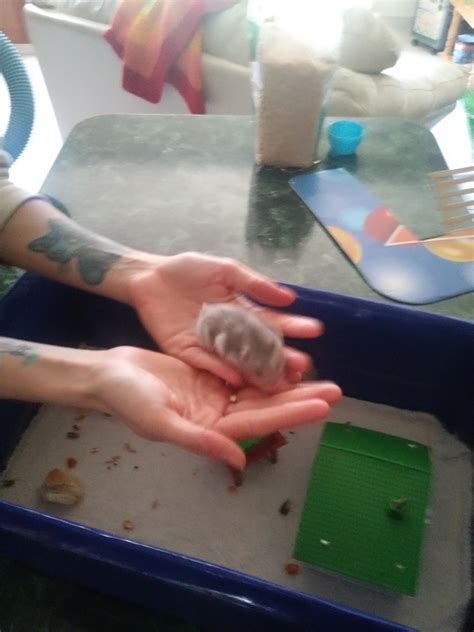 Eevee Has Finally Started Climbing Up My Hands Im Sooo Happy Sorry