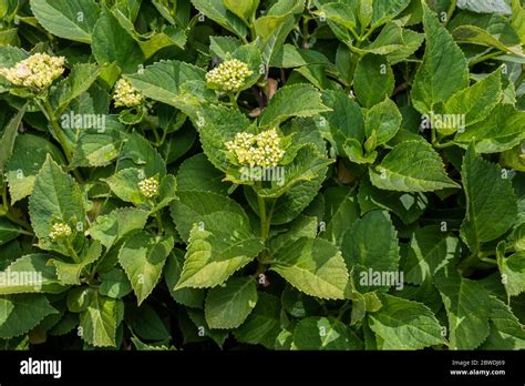 Bud Of Hydrangea Macrophylla Isehara City Kanagawa Prefecture Japan