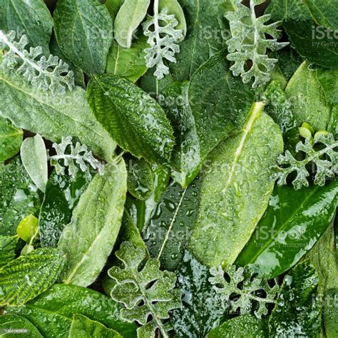 물 방울로 덮여 녹색 잎으로 만든 창조적 인 템플릿 플랫 레이 자연 배경 친환경 컨셉 평방 사이즈 0명에 대한 스톡 사진 및 기타 이미지 Istock