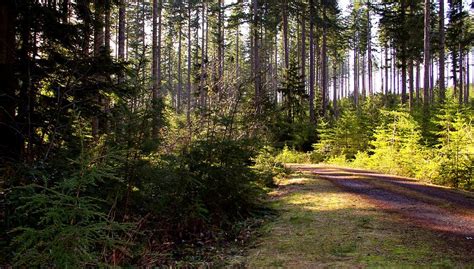 Capitol Forest Logging Road Photograph By Jeanette C Landstrom Fine
