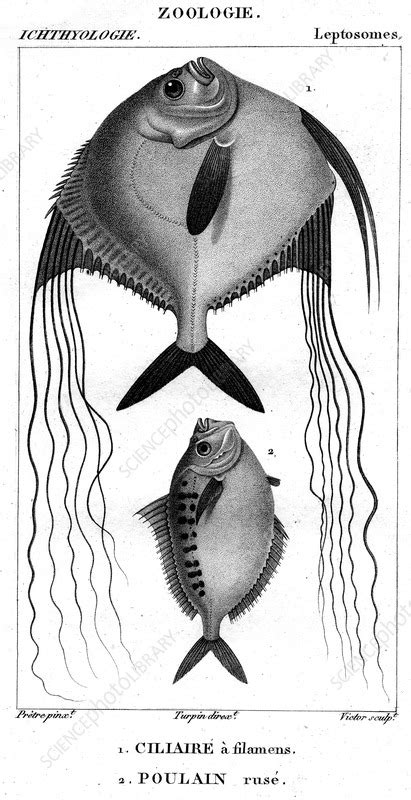 Fish 19th Century Illustration Stock Image C0585079 Science