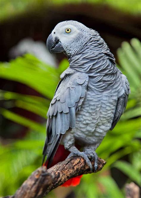 44 African Grey Parrot Facts Complete Guide Talkative Congo Grey Parrot Storyteller Travel