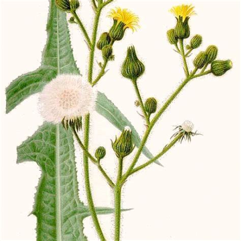 Fen Sowthistle Sonchus Palustris Plant Care And How To Grow Water