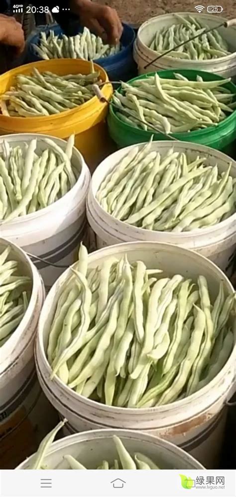 山西应县南上寨五银农产品批发市场 四季豆价格行情 蔬菜商情网