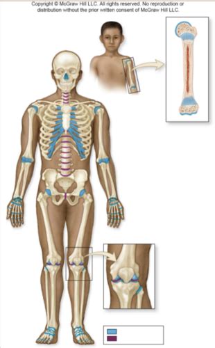 A P Practical 2 Axial Skeleton Flashcards Quizlet