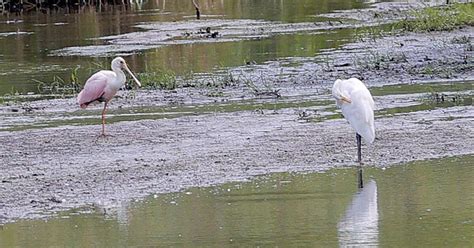 Rare Pink Water Bird Lands In Saline Delighting Public