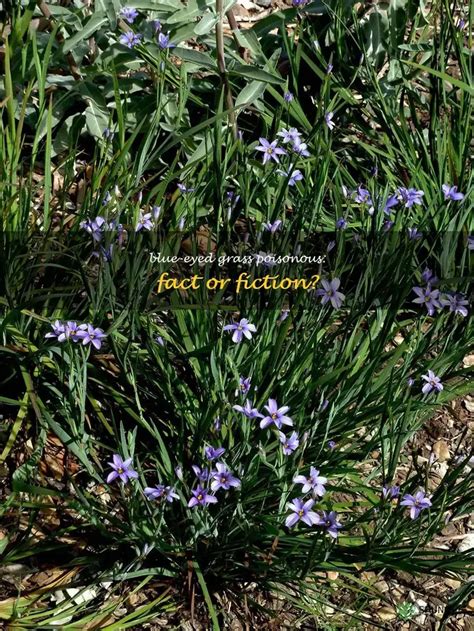 Blue Eyed Grass Poisonous Fact Or Fiction Shuncy