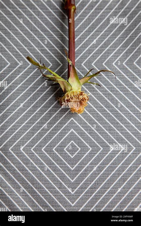 Withered Flower Stem Without Petals As A Floral Still Life Against A