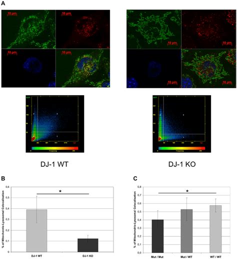 Mitochondrial And Lysosomal Colocalization A To Analyze