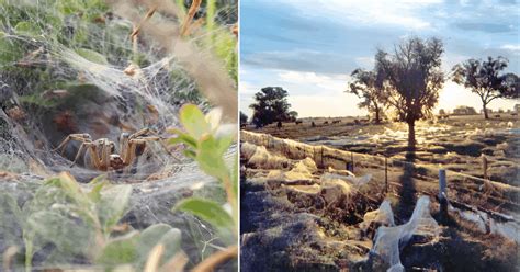 Australias Spider Season Natures Creepiest Spectacle Engineerine