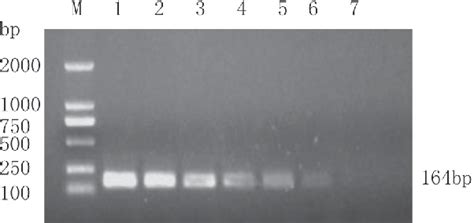 Figure 8 From Development Of SYBR Green I Based Quantitative PCR Assay