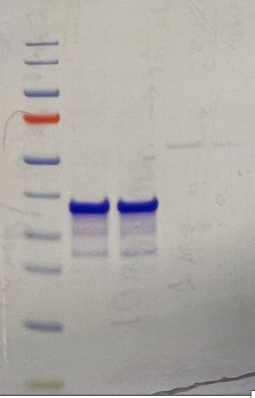 How To Solubilize Gst Tagged Protein Researchgate