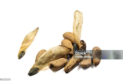 침엽수는 원뿔을 가진 종자 식물의 그룹으로 겉씨식물의 하위 집합이며 이끼는 실험실에서 교육을 위해 조류 또는 시아 노
