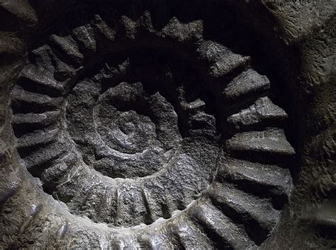 Fossil 1080p 2k 4k 5k Hd Wallpapers Free Download Wallpaper Flare
