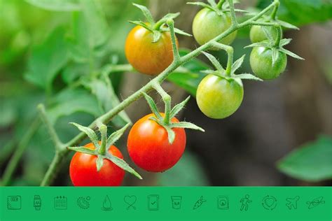 Tomato Seed Lectin At Jack Steve Blog
