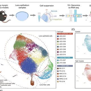 Singlecell Transcriptomic Profiling Of Mouse Lens Epithelium In Highly