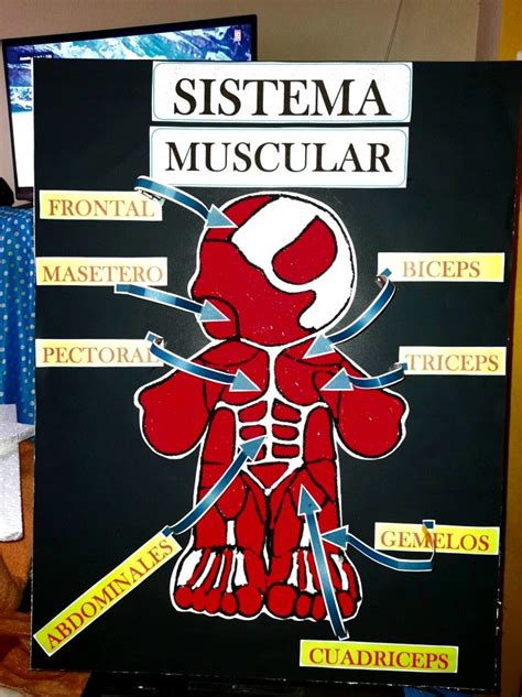 Maqueta Del Sistema Muscular Artofit