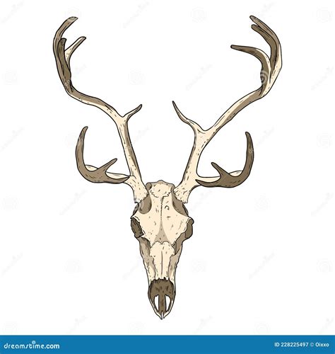 Immagine Di Disegno A Mano Di Teschio Fossilizzato Di Cervi Disegno Di