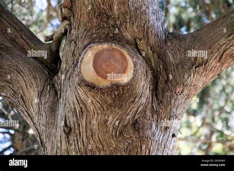 Close Up Of Tree Trunk With Limb Removed Pruned Tree Tree Limbs Cut Back Stock Photo Alamy
