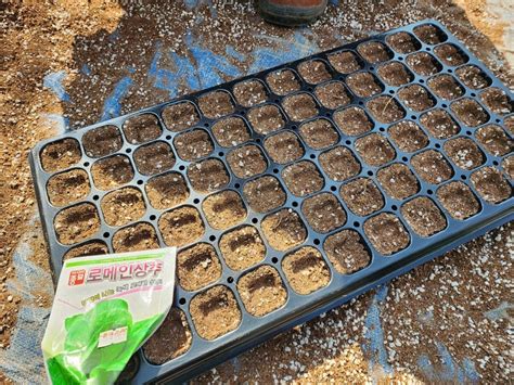 메리골드 씨앗 파종방법과 모종재배 한방에 정리 네이버 블로그 메리골드 씨앗 파종방법과 모종재배 한방에 정리 네이버 블로그