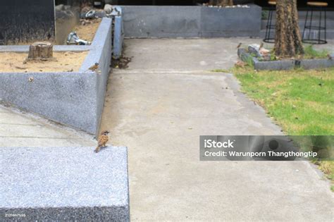 콘크리트 포장 바닥 통로 경로 건물 공원 또는 정원의 다른 부분을 따라 걷고 연결하기 위한 자연과의 보도 0명에 대한 스톡 사진 및 기타 이미지 Istock