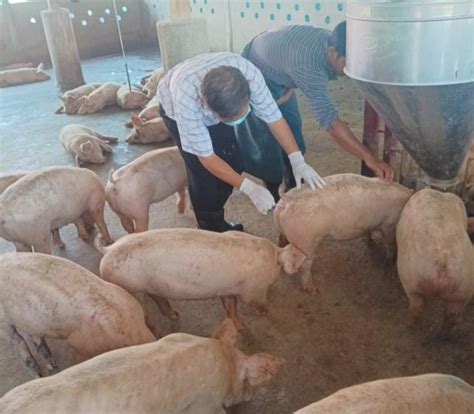 နောင်ချိုမြို့နယ် မွေးမြူရေးနှင့်ကုသရေးဦးစီးဌာနမှ စီးပွားဖြစ် မွေးမြူထားသော ဝက်သားပေါက်များအား က