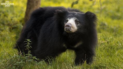 Sloth Bear Wallpapers Top Free Sloth Bear Backgrounds Wallpaperaccess