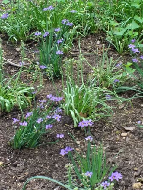 Purple Flowering Ground Cover Identification Purple Flowering Ground Cover Identification