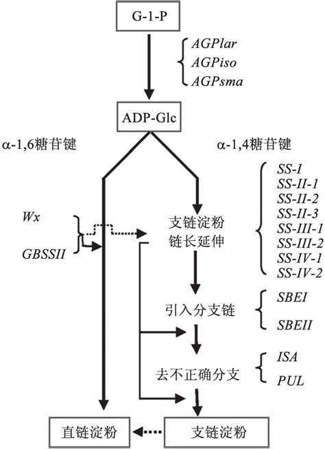 Starch Synthesis Pathway In Cereal Endosperm Download Scientific Diagram