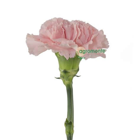 Carnations Flower Master