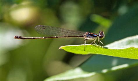 Forktail Facts Identification And Pictures
