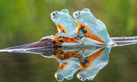 Romantic Frog Puts A Protective Arm Around Its Companion Daily Mail