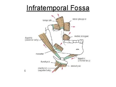 Infratemporal Fossa Boundaries Of Infratemporal Fossa Temporomandibular Joint