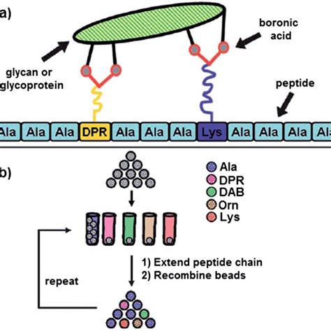 Characteristics Of Lectin Glycan Interaction And Antigen Antibody Download Table