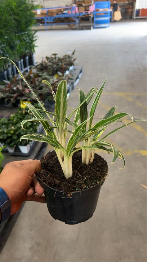 Triad Plants