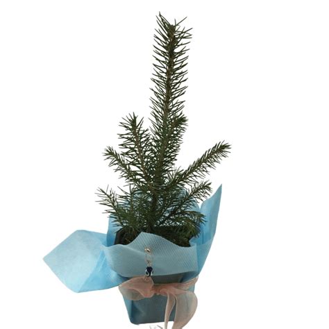 Batı Ladini Hediye Fidan