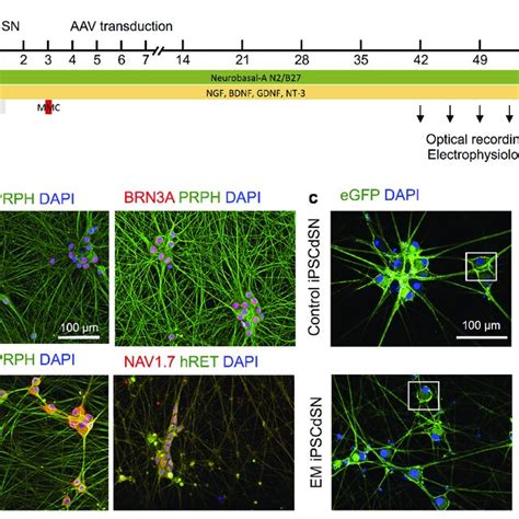 A In Vitro Cultivation And Adeno Associated Viruse Aav Transduction
