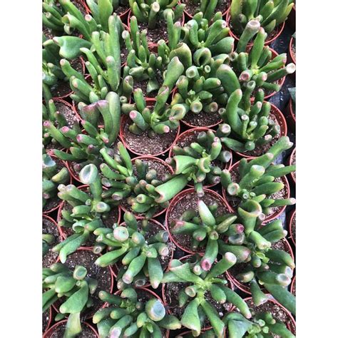 Cactus Y Suculentas Planta De Exterior Productos