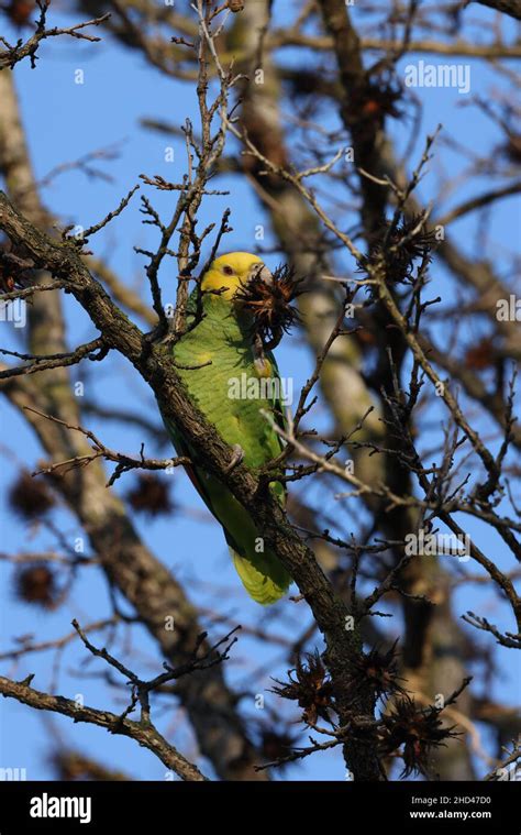 Yellow Headed Amazon Amazona Oratrix Rosenstein Park Stuttgart