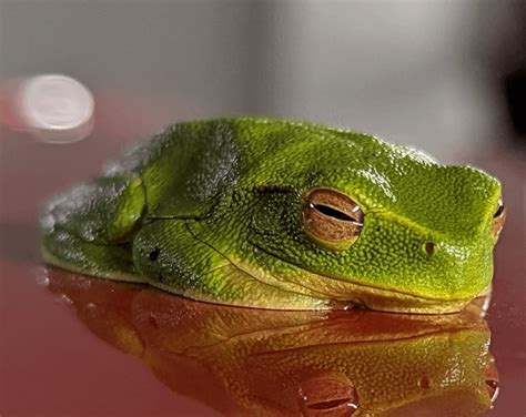 My Pixie Frog Trevor R Frogs