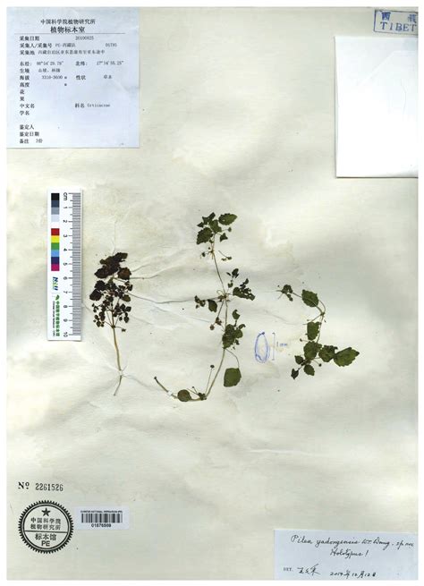 亚东冷水花 国家植物标本馆 PE 模式标本集 图片