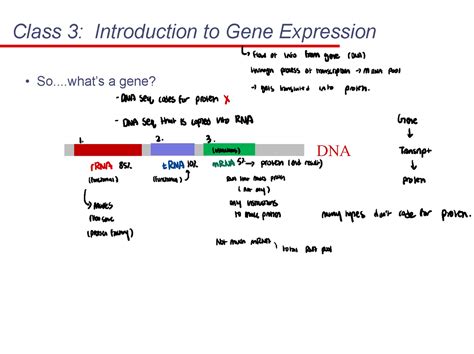 Class 3 Notes 2 2 Bio Lec Notes So S A Gene Class 3