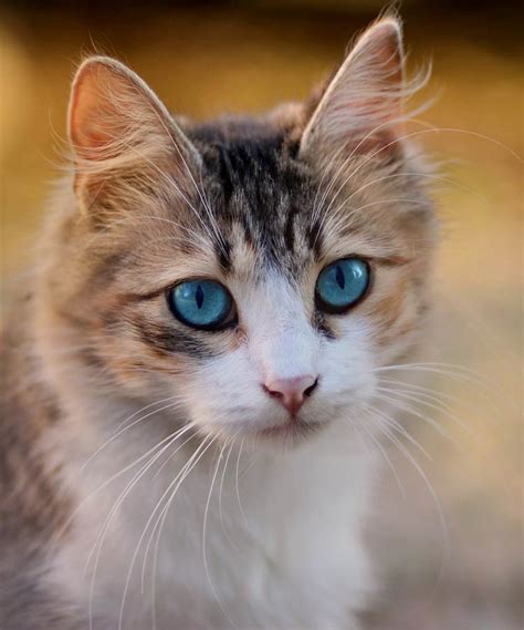 Domestic Cat Felis Catus