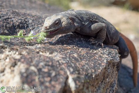 The Secret Life Of Chuckwalla Lizards Masters Of Desert Survival