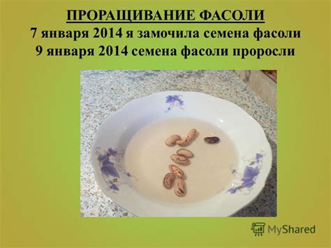 Презентация на тему ПРОЕКТ по биологии КАК ВЫРАСТИТЬ ФАСОЛЬ В
