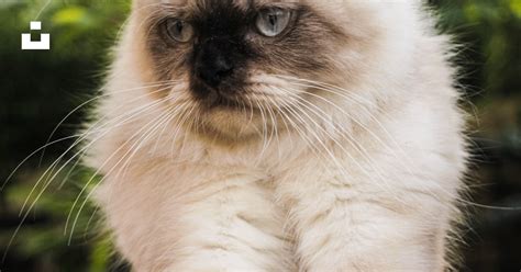 고양이를 품에 안고 있는 사람 사진 Unsplash의 무료 고양이 이미지