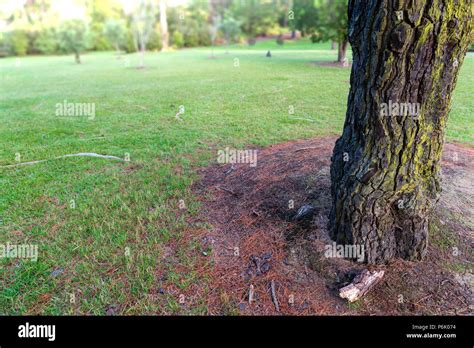 Tree Trunk With Its Roots Visible On The Ground Stock Photo Alamy