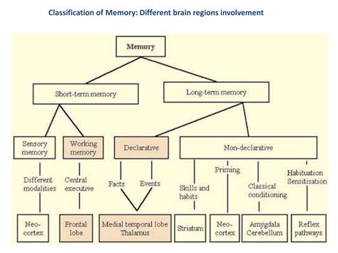 Cerebral Cortex Intellectual Functions Of The Brain Learning And